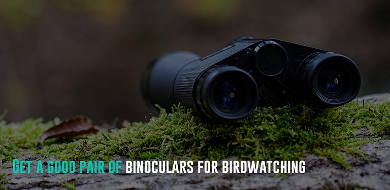 Top Tips for Birdwatching Beginners - Travel-Wise