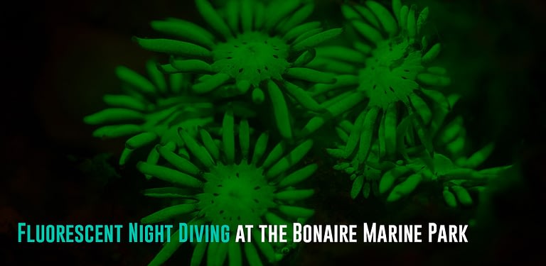 Night Diving Destinations in the World | Travel-Wise