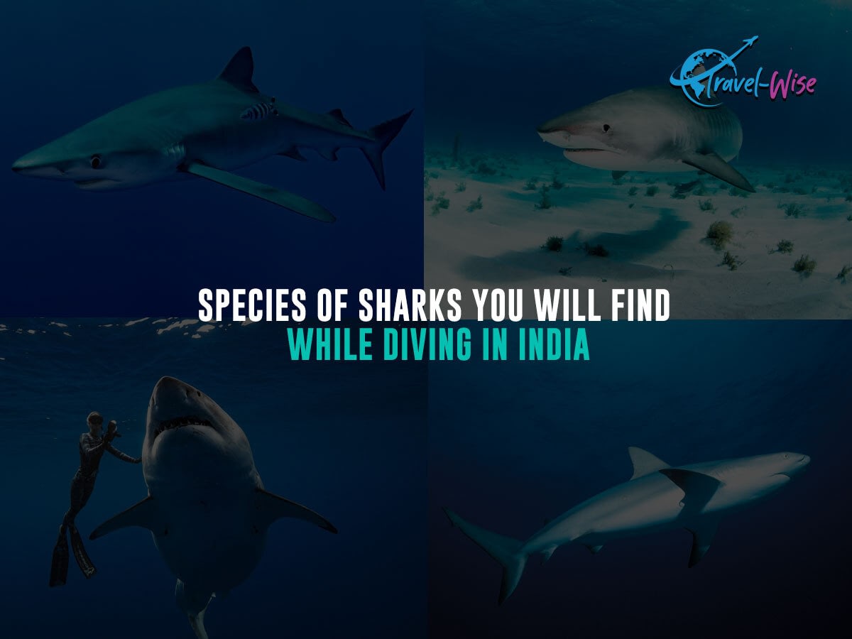 Shark Diving in India: Guide to the 7 Best Locations