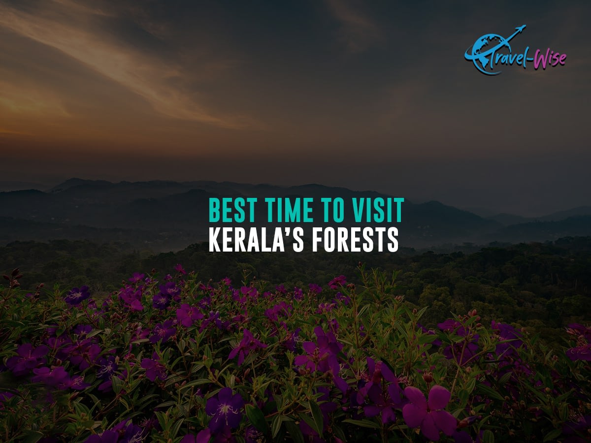 A Guide to the Most Beautiful 8 Forests in Kerala - Travel-Wise